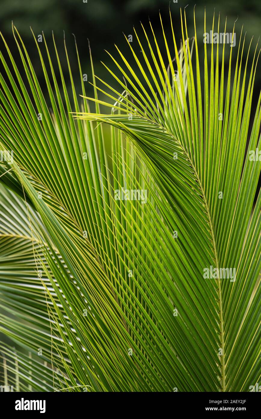 Palm leaves. Costa Rica Stock Photo - Alamy