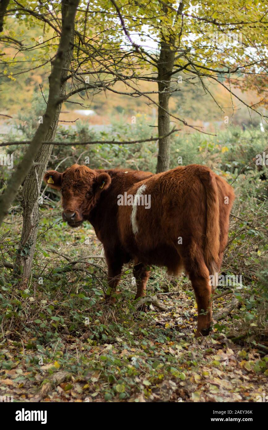 Cow in rural setting Stock Photo - Alamy