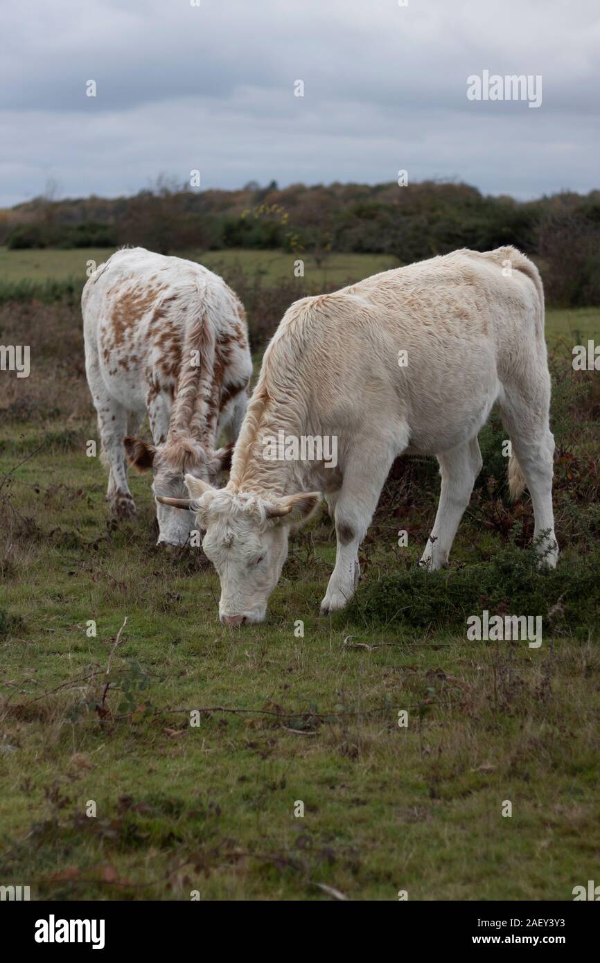 Bucolic setting hi-res stock photography and images - Alamy