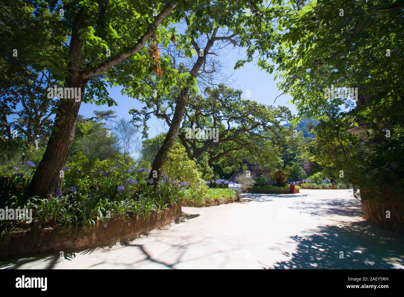 Magical summer path. Park. Beautiful scene sunlit old park with sun ...