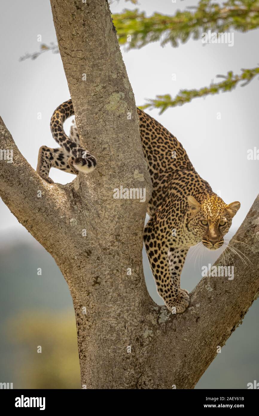 Leopard climbs down to fork of trunk Stock Photo - Alamy