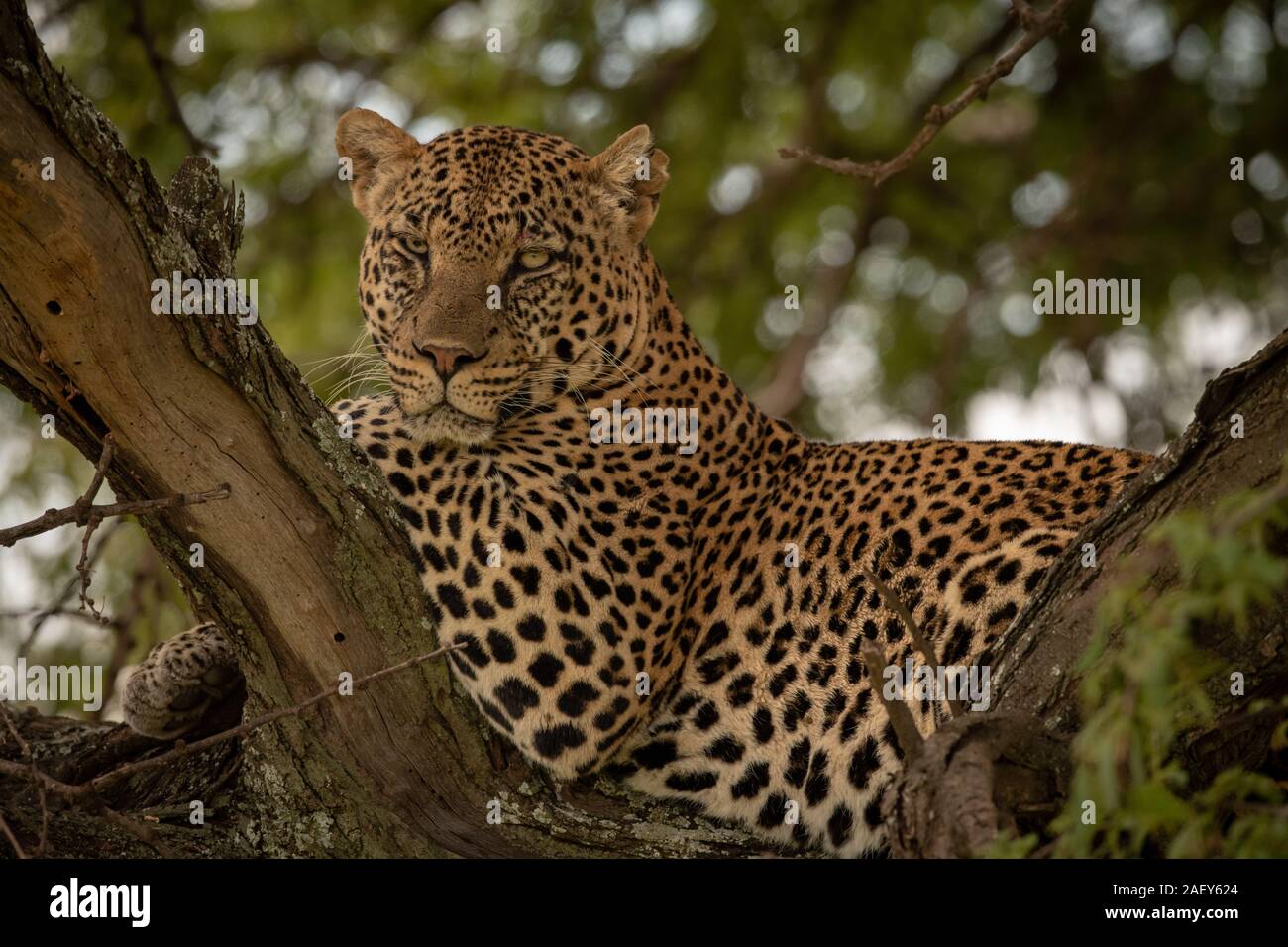 Leopard lies on tree branch watching camera Stock Photo - Alamy