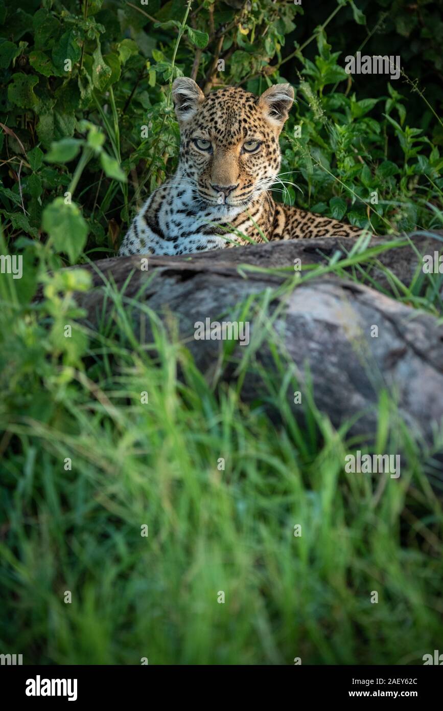 Lying over log hi-res stock photography and images - Alamy