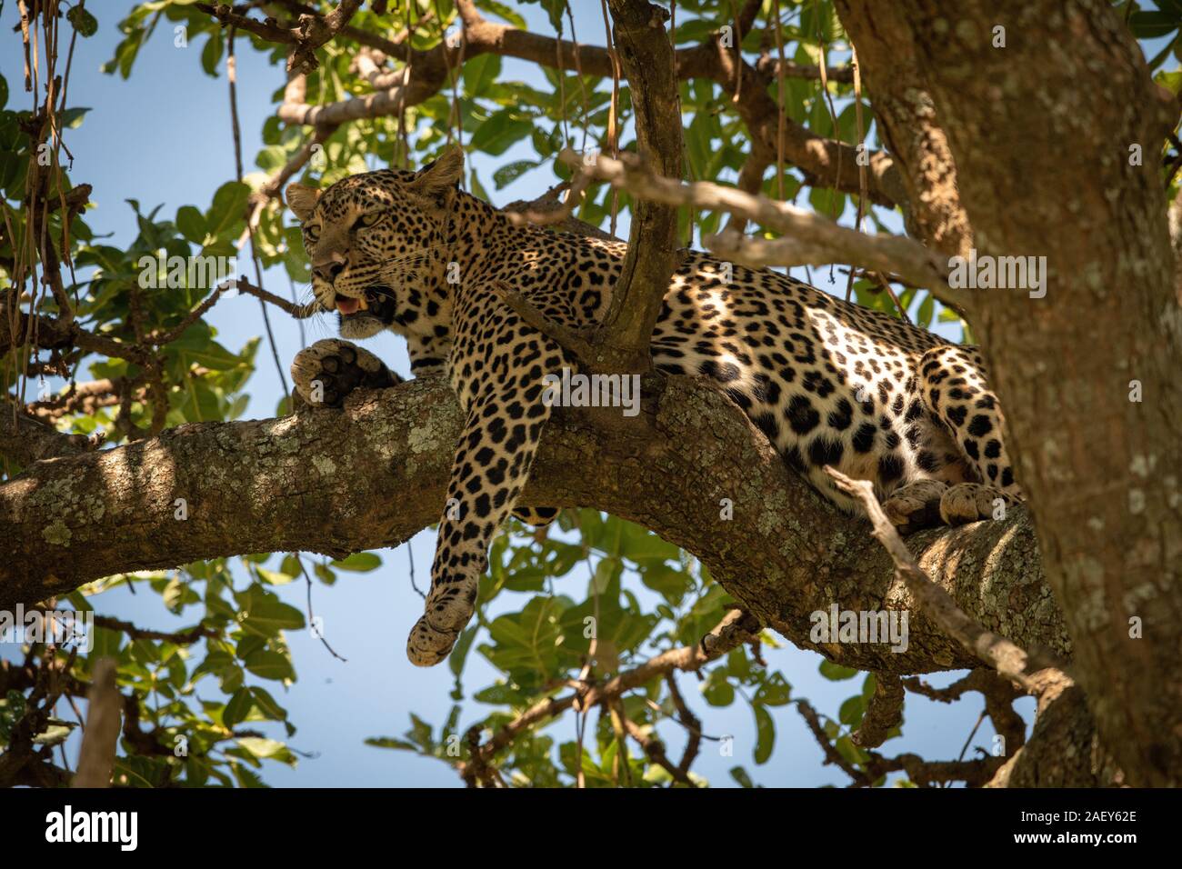 Leopard lies on twisted branch dangling leg Stock Photo - Alamy