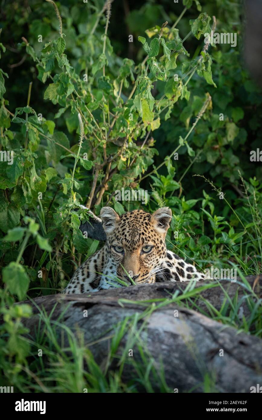 Leopard lying in bushes peeping over log Stock Photo - Alamy