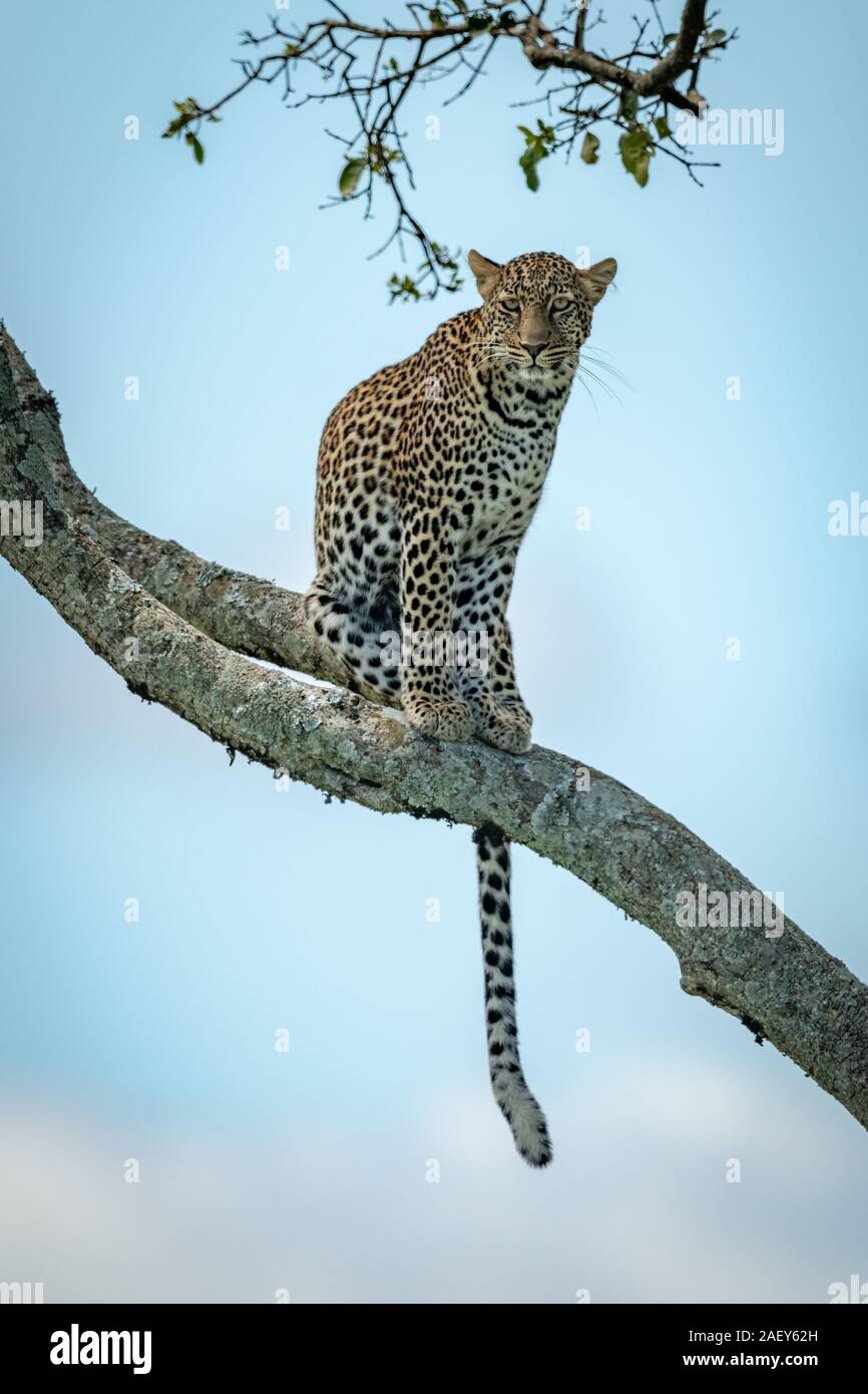 Leopard facing camera hi-res stock photography and images - Alamy