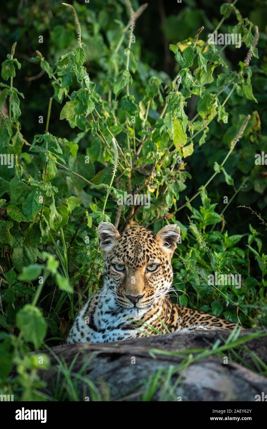 Leopard lying in bushes staring over log Stock Photo - Alamy