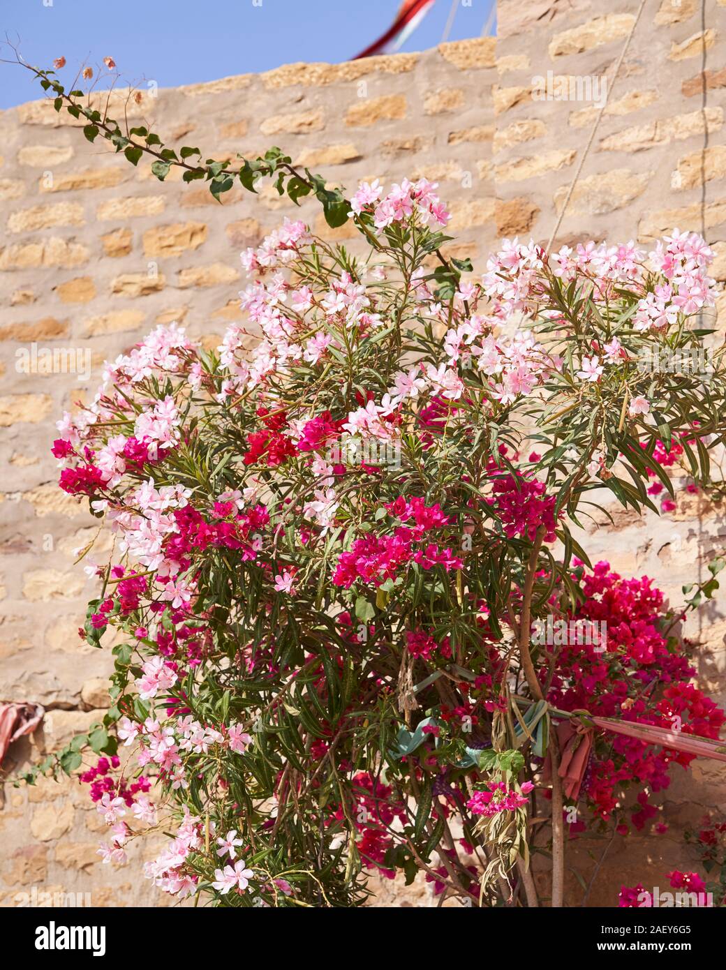 Flowers protruding from the walls in Jaisalmer fort Stock Photo - Alamy