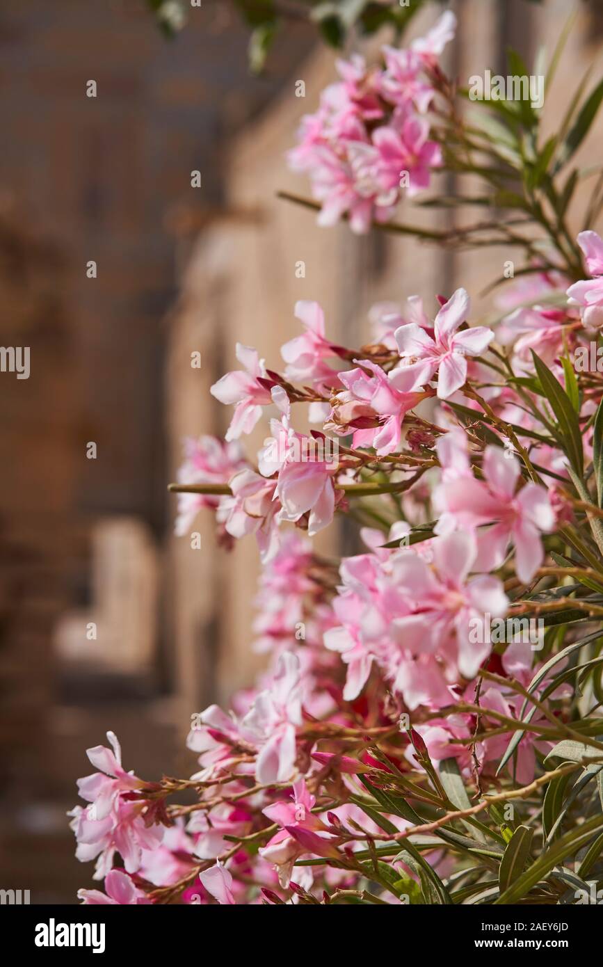 Flowers protruding from the walls in Jaisalmer fort Stock Photo - Alamy