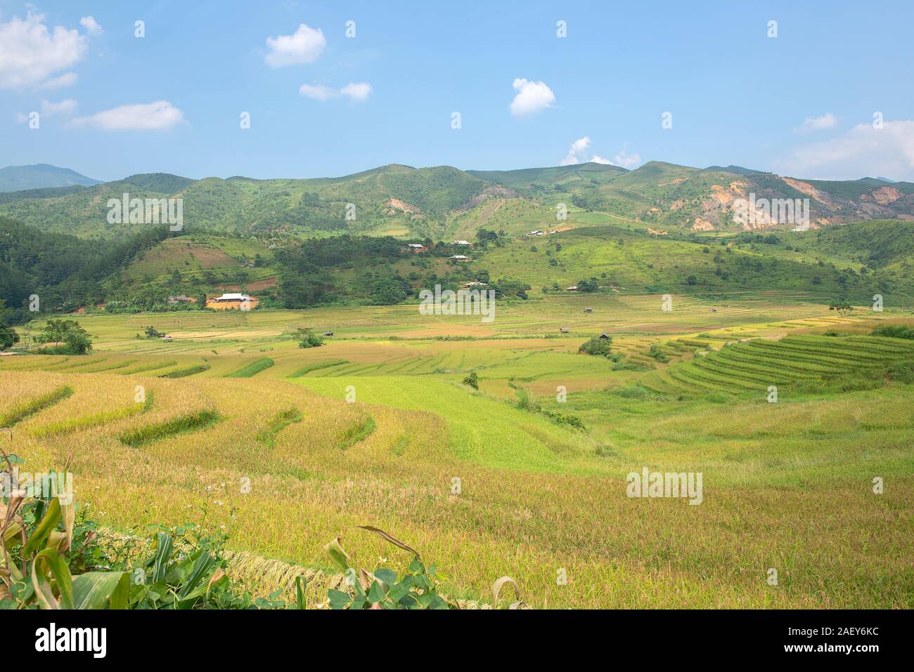 Green, brown, yellow and golden rice terrace fields of Tu Le valley ...