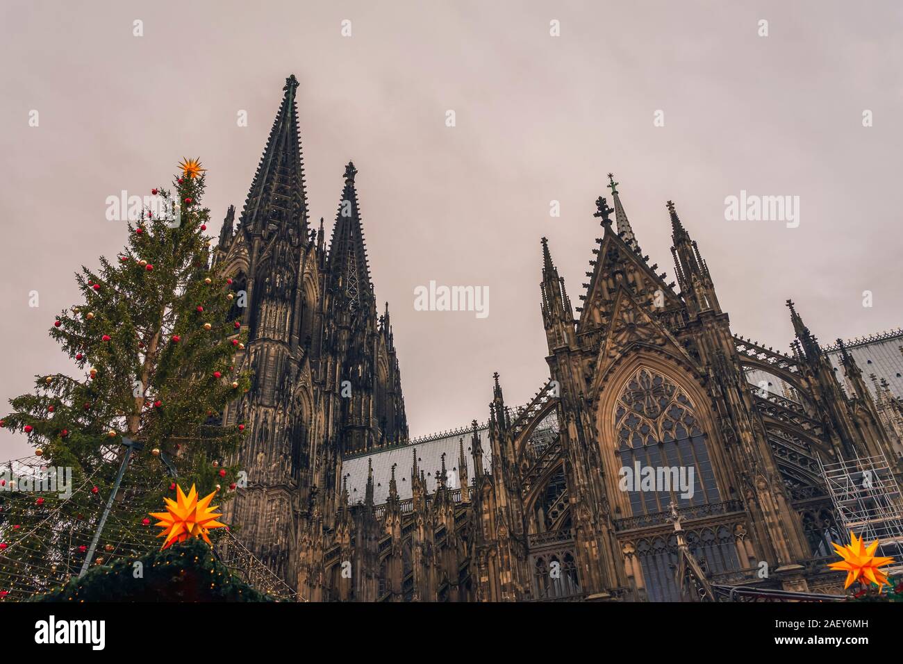 View of the famous Cologne Cathedral through decorated fir tree ...