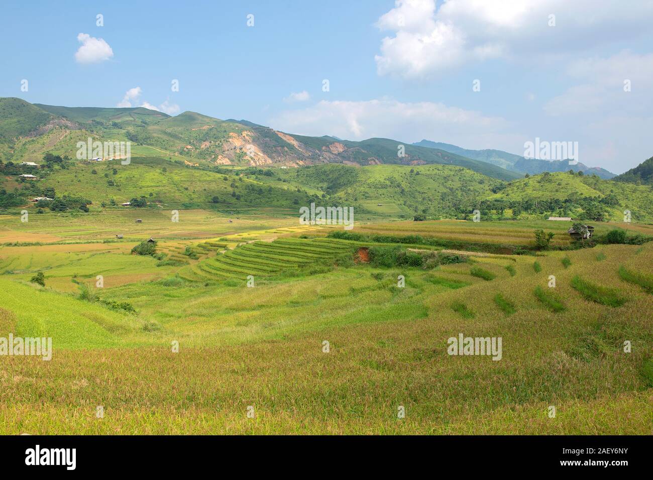 Green, brown, yellow and golden rice terrace fields of Tu Le valley ...