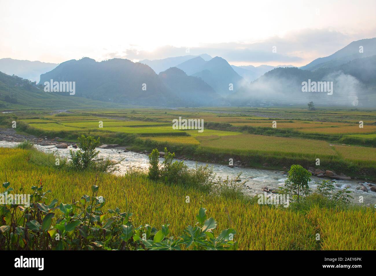 Green, brown, yellow and golden rice terrace fields of Tu Le valley ...