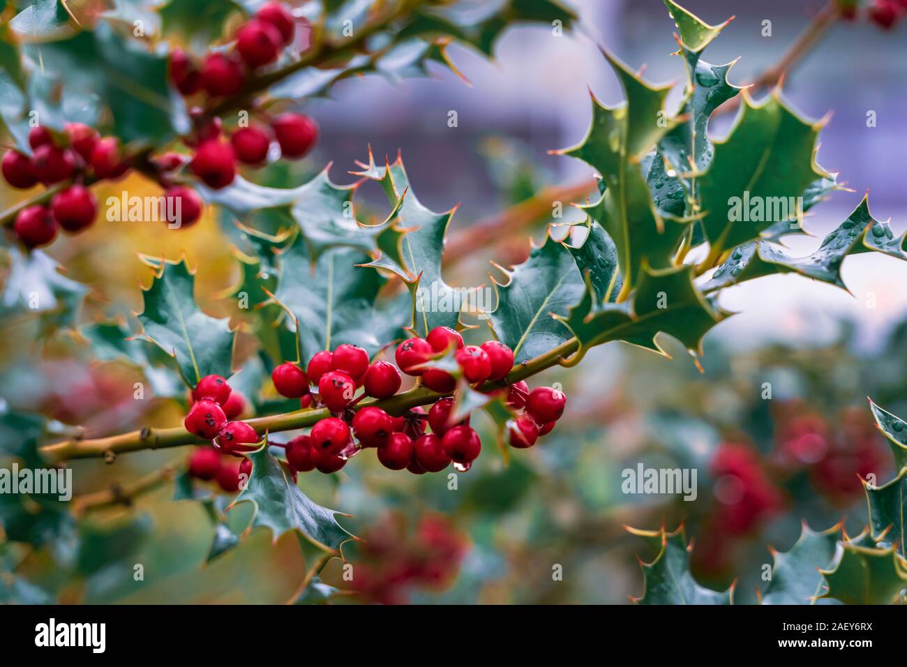 Boughs Of Holly High Resolution Stock Photography and Images - Alamy