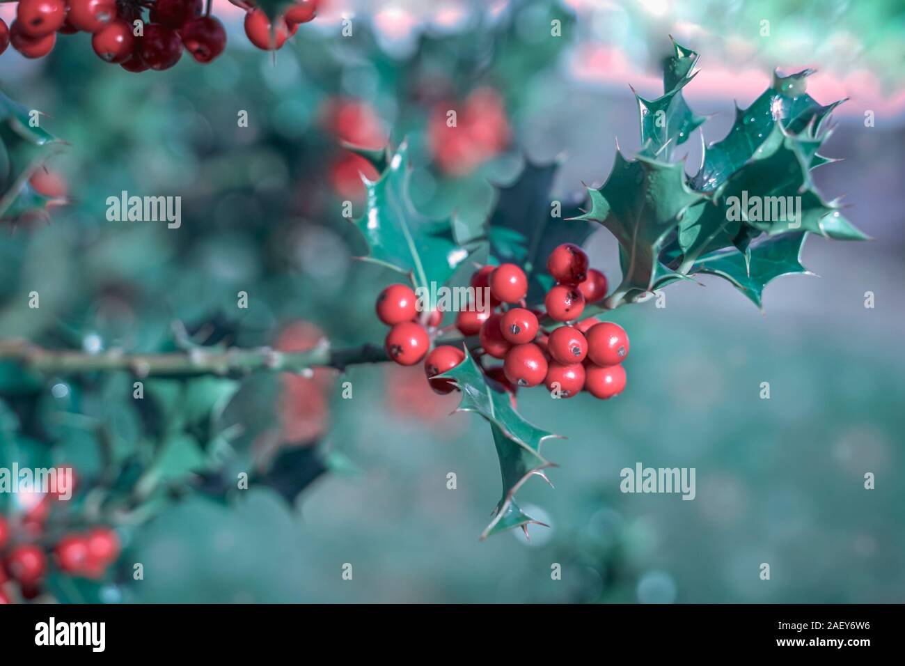 Bright berries and boughs with green leaves of Ilex aquifolium ...