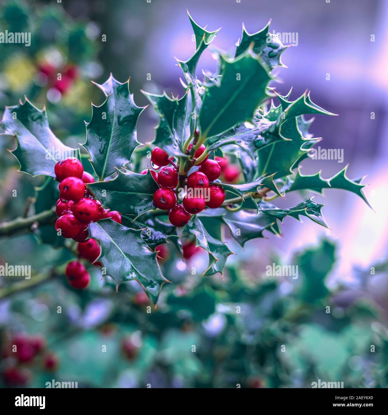 Evergreen boughs green leaves and red berries. Ilex aquifolium ...