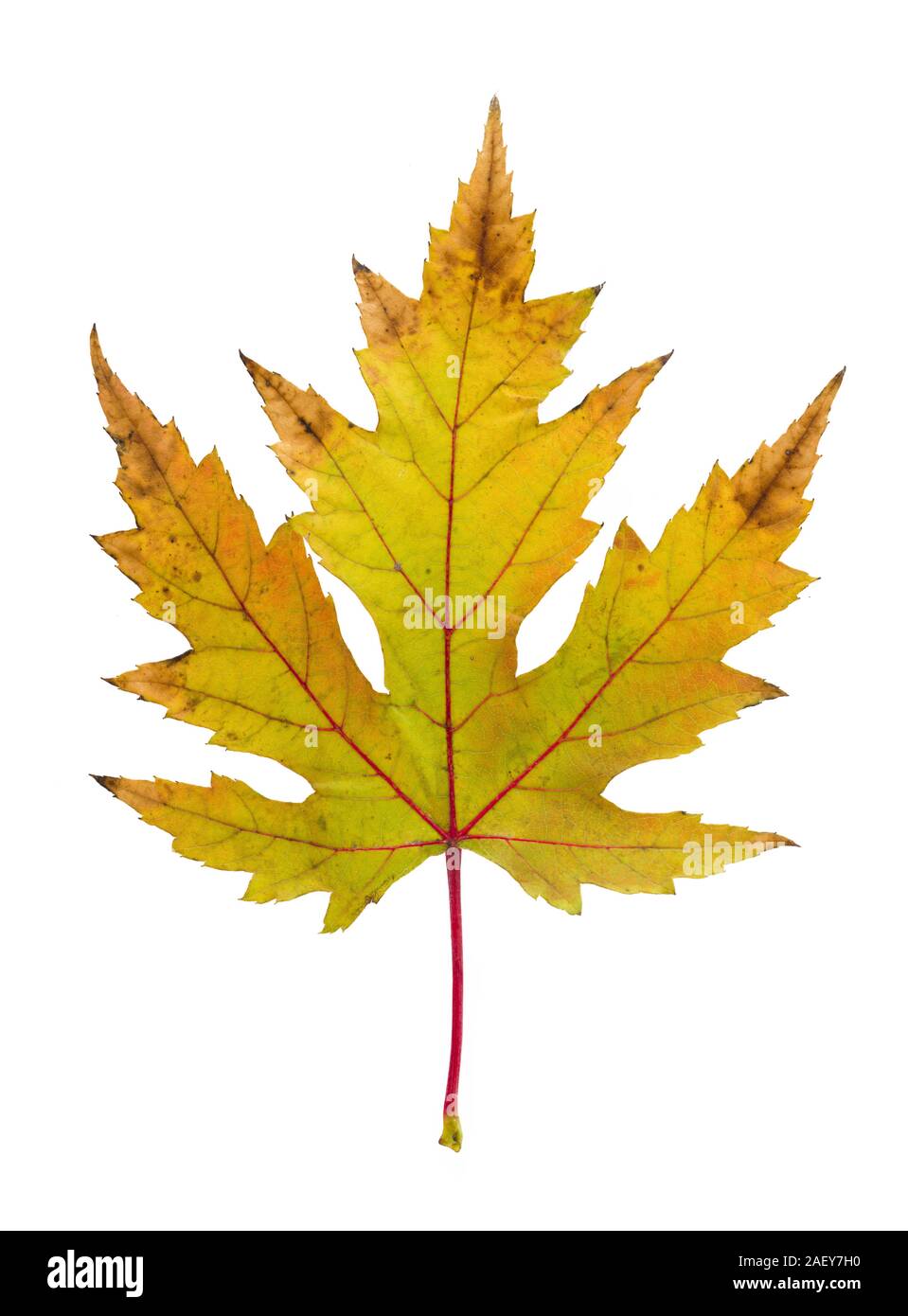 Sycamore tree leaves Cut Out Stock Images & Pictures - Alamy