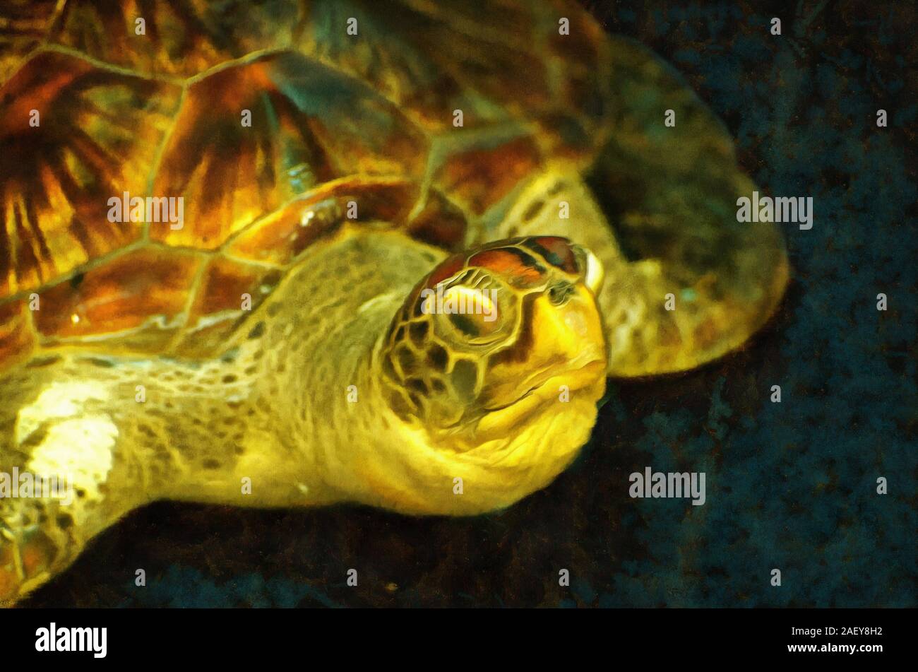 Images of sea turtles hi-res stock photography and images - Alamy