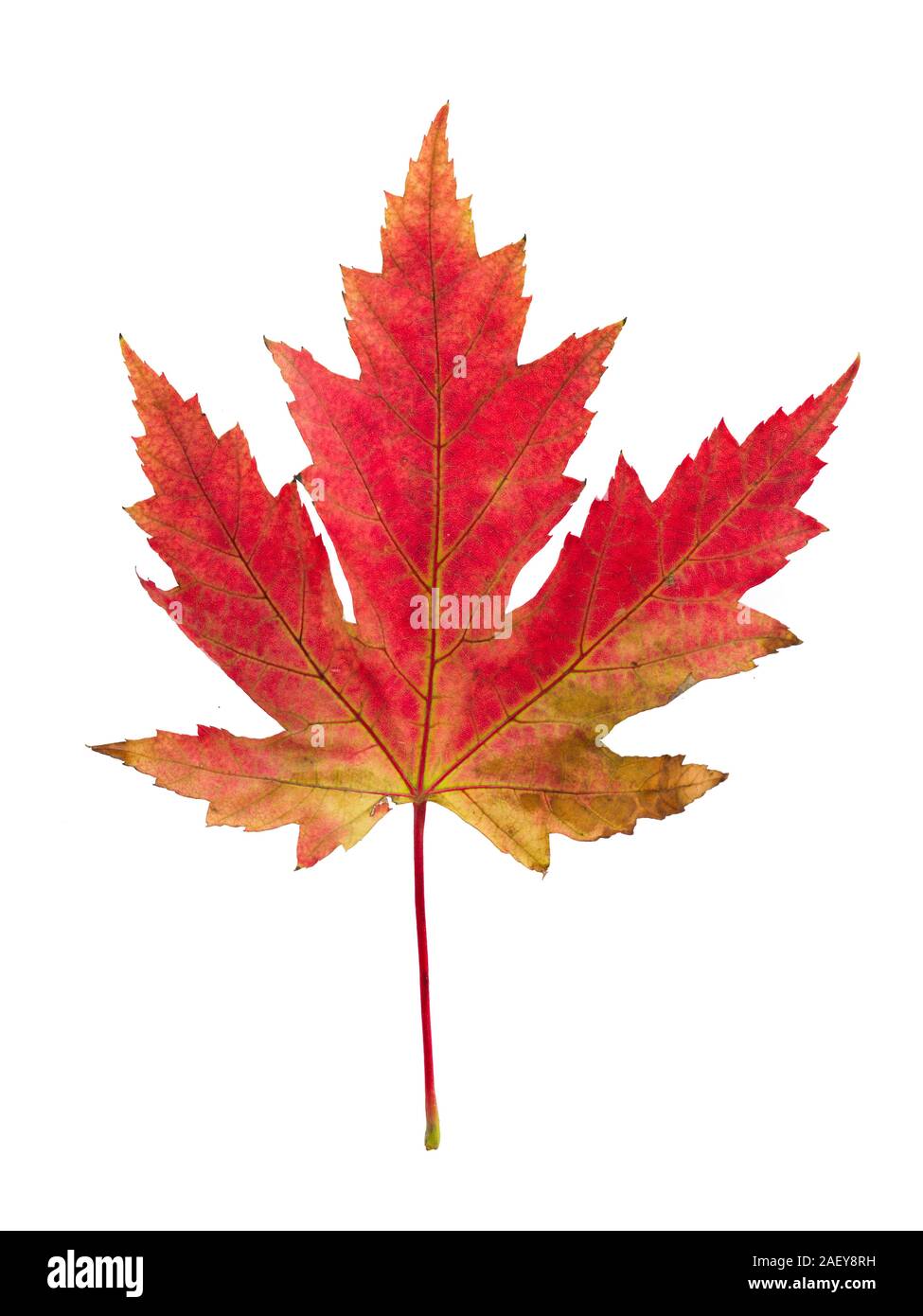 Sycamore tree white background Cut Out Stock Images & Pictures - Alamy