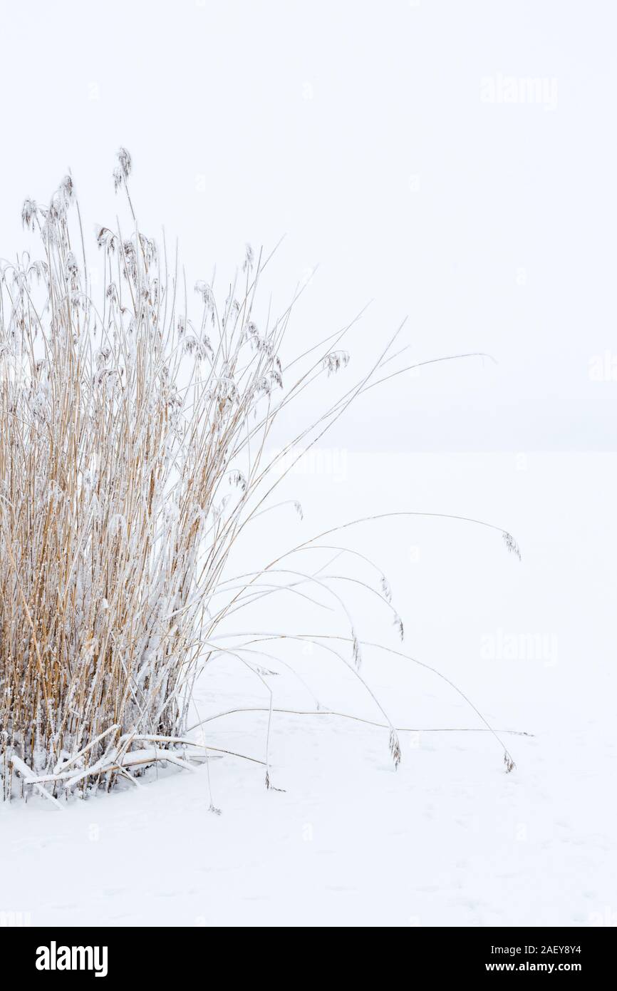 Clump of reeds hi-res stock photography and images - Alamy