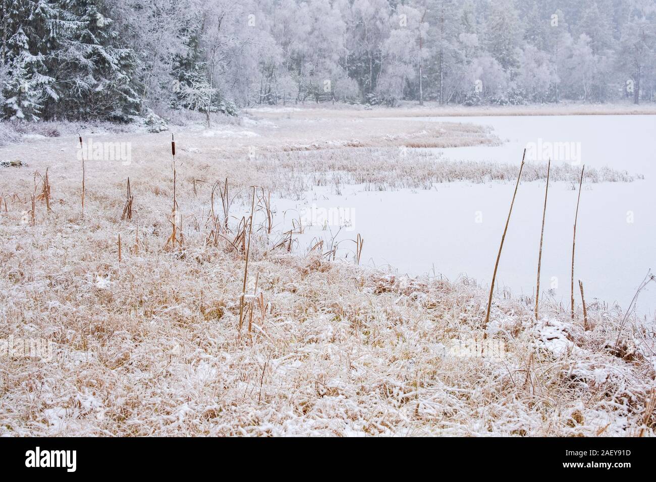 Ice covered bog lake with hoar frost in the landscape Stock Photo - Alamy