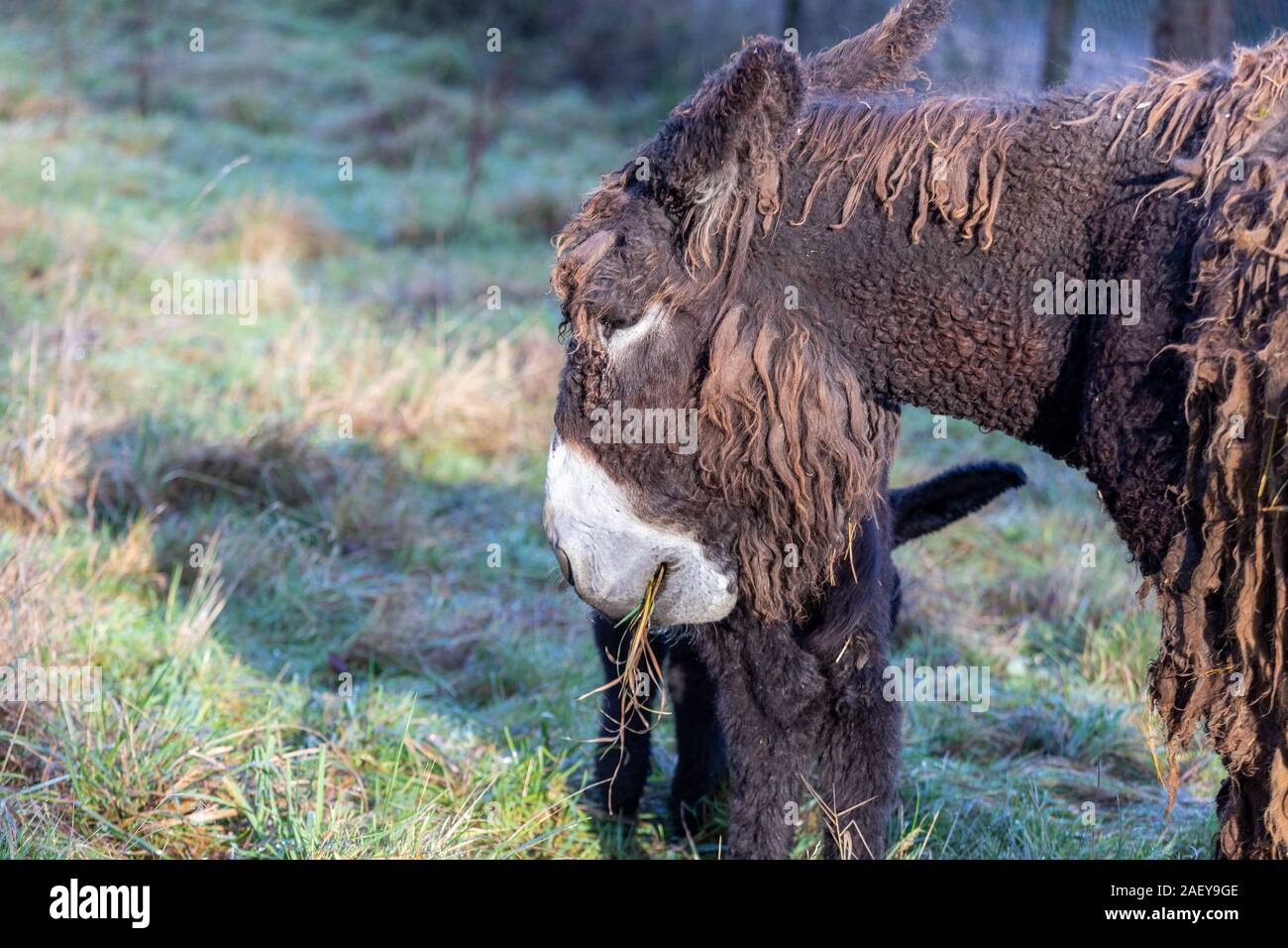 Are Poitevin Aggressive