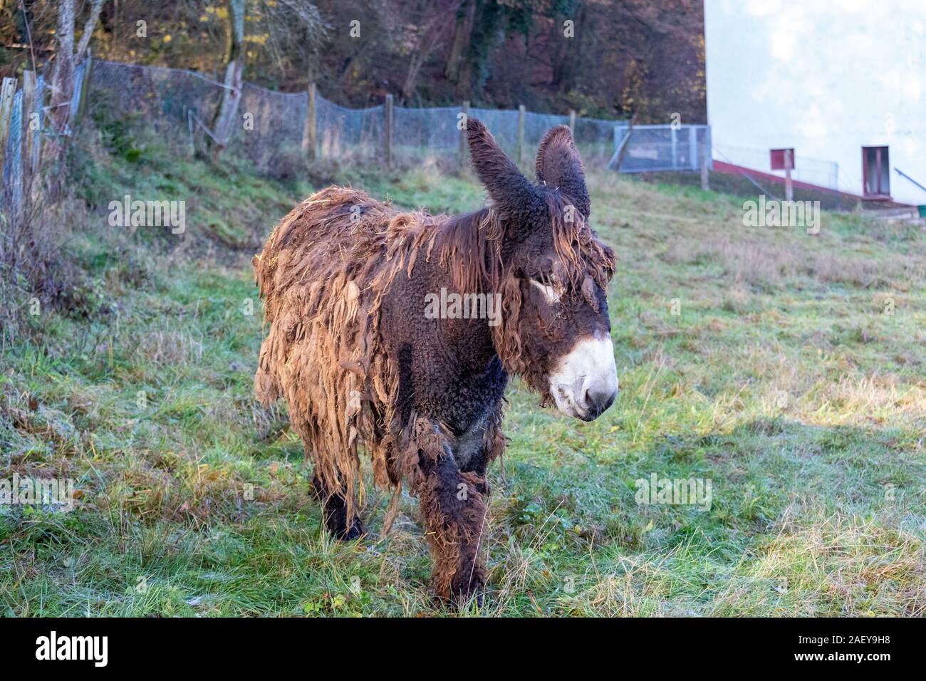 Poitevin donkey view of profile grazing in field Stock Photo - Alamy