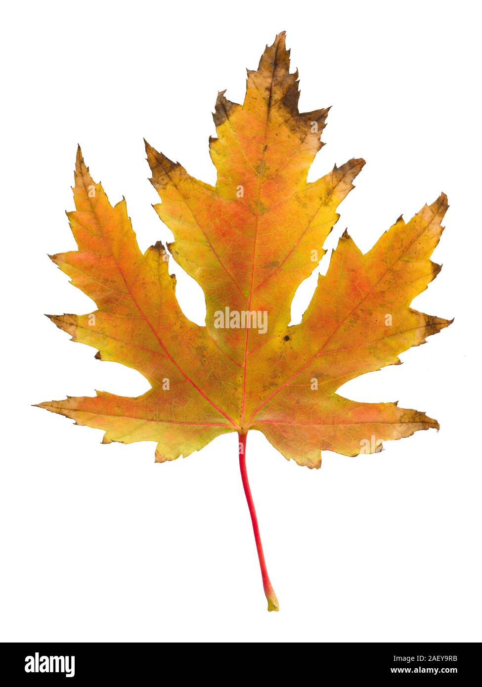 Foliage oak maple in Cut Out Stock Images & Pictures - Alamy