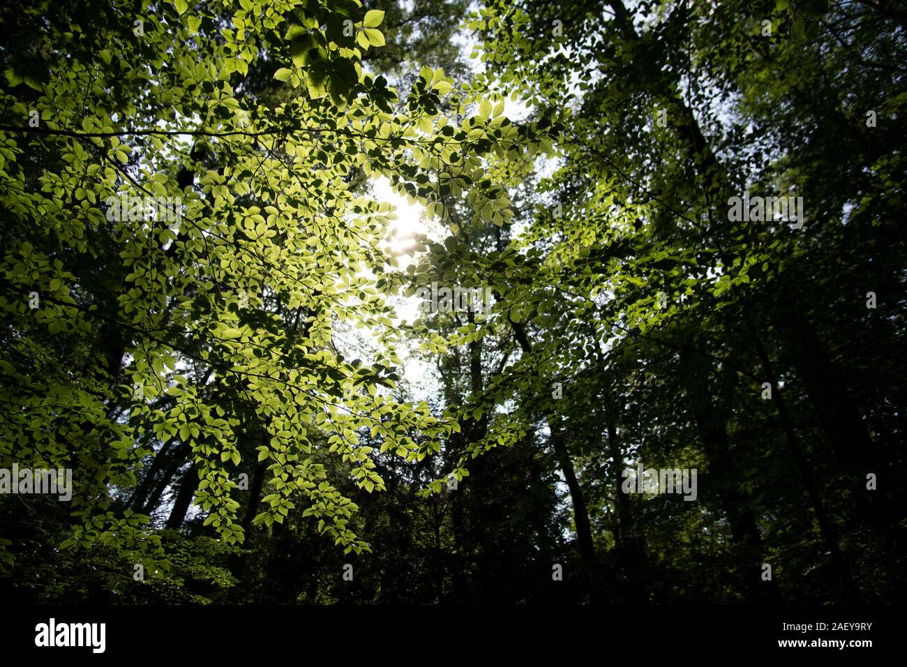 Blurry Lens Flare in the Forest Stock Photo - Alamy