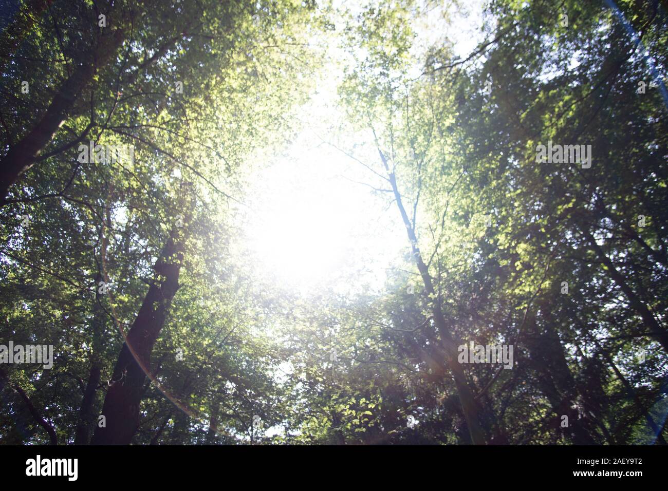 Sun shining through the forest Stock Photo - Alamy