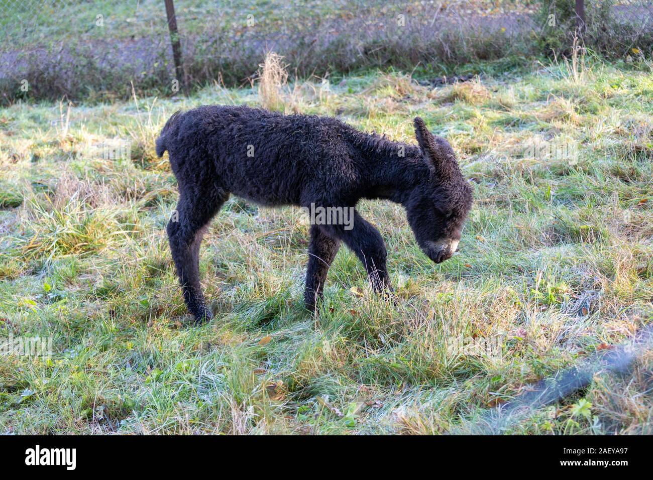 Rare Poitou donkey foal Stock Photo - Alamy