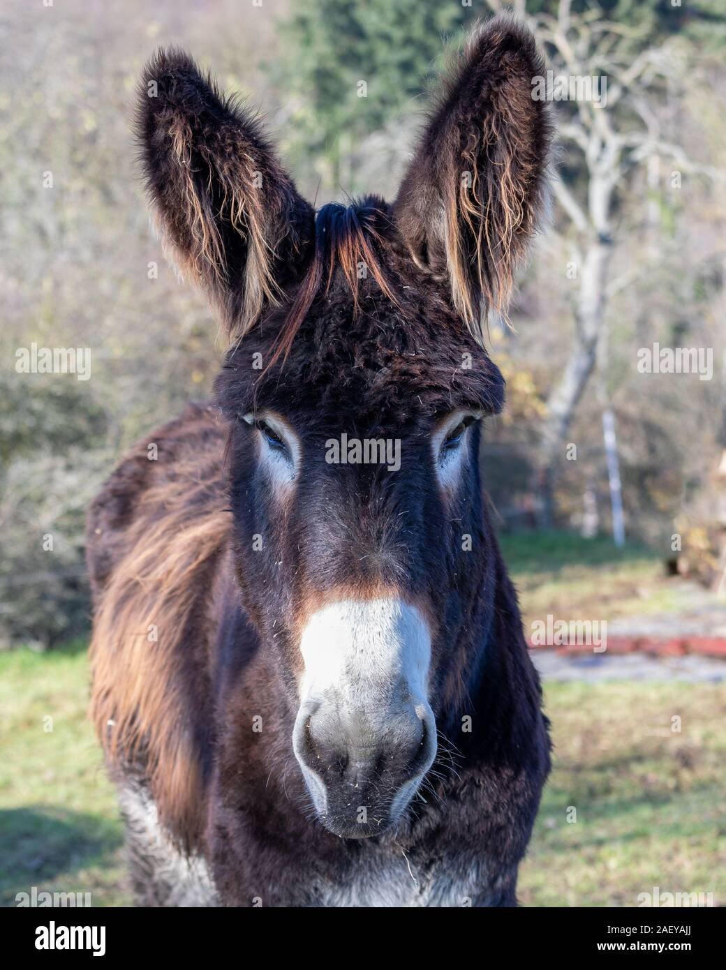 Poitou donkey (Equus asinus Stock Photo - Alamy