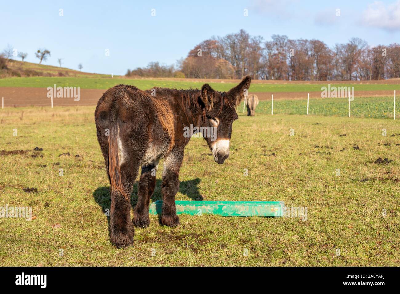 Long hair donkey hi-res stock photography and images - Alamy