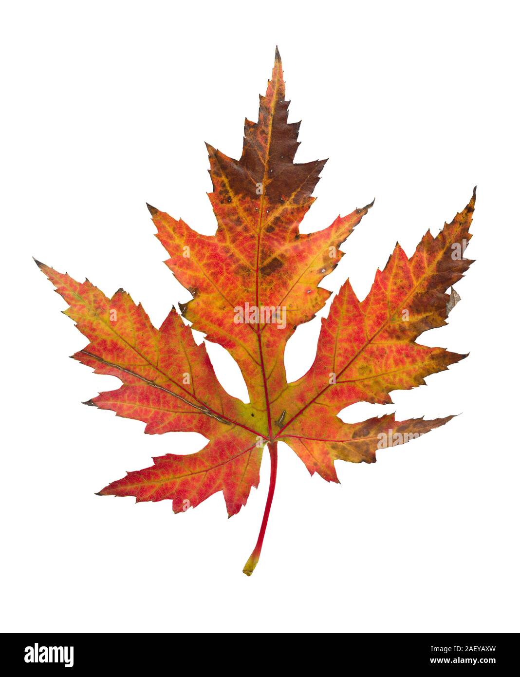 Dried tree leaf on ground on white background Stock Photo - Alamy