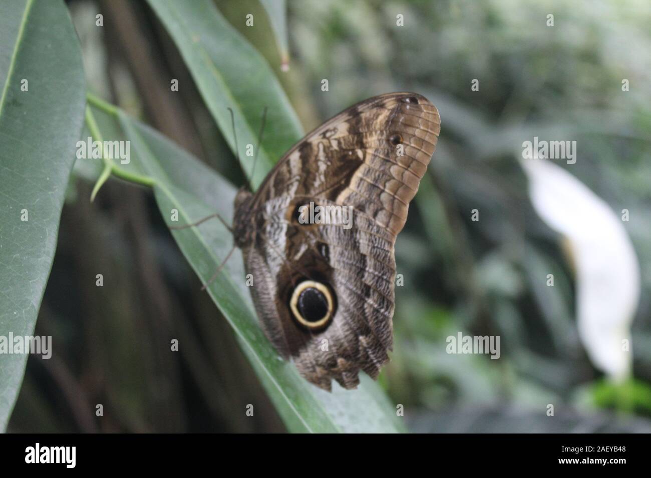 Cartoon giraffe family hi-res stock photography and images - Alamy