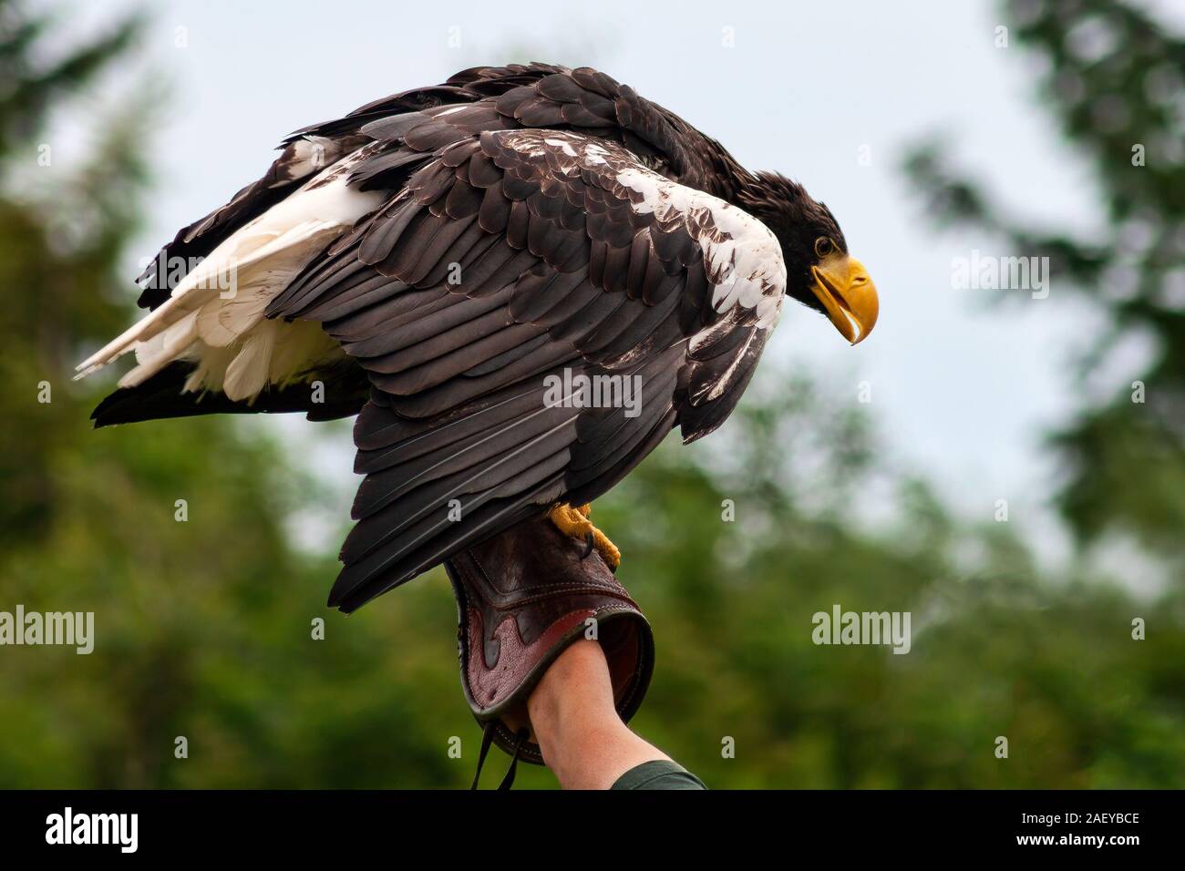 White-tailed Eagle on sitting on the hand on the trainer Stock Photo ...