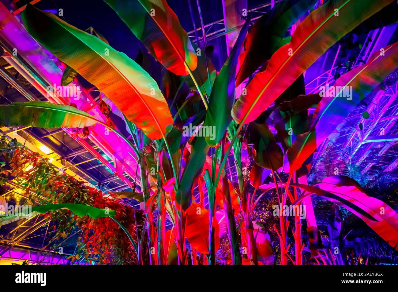 Large leaves of tropical plants in the glasshouse at Glow 2019 at RHS ...