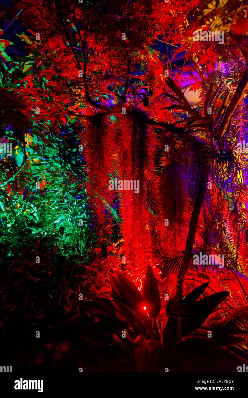 Tropical plants in the Glasshouse at Glow 2019 at RHS Wisley, Woking ...