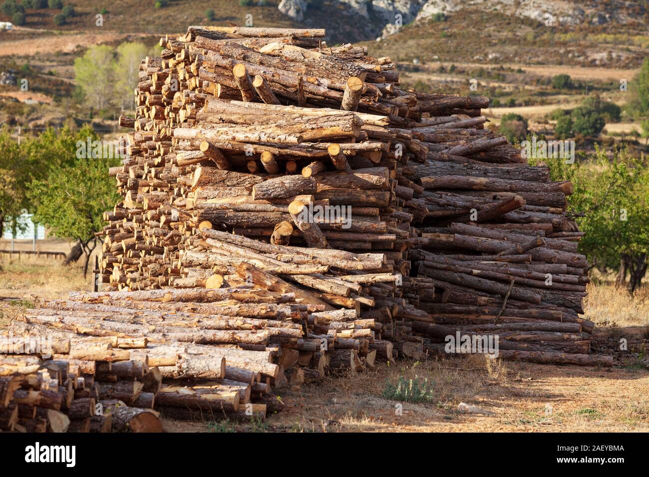 Pile of wooden logs Stock Photo - Alamy