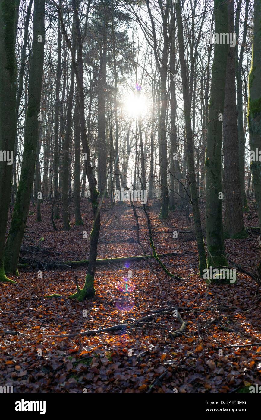Ray of light wading through the forest Stock Photo - Alamy