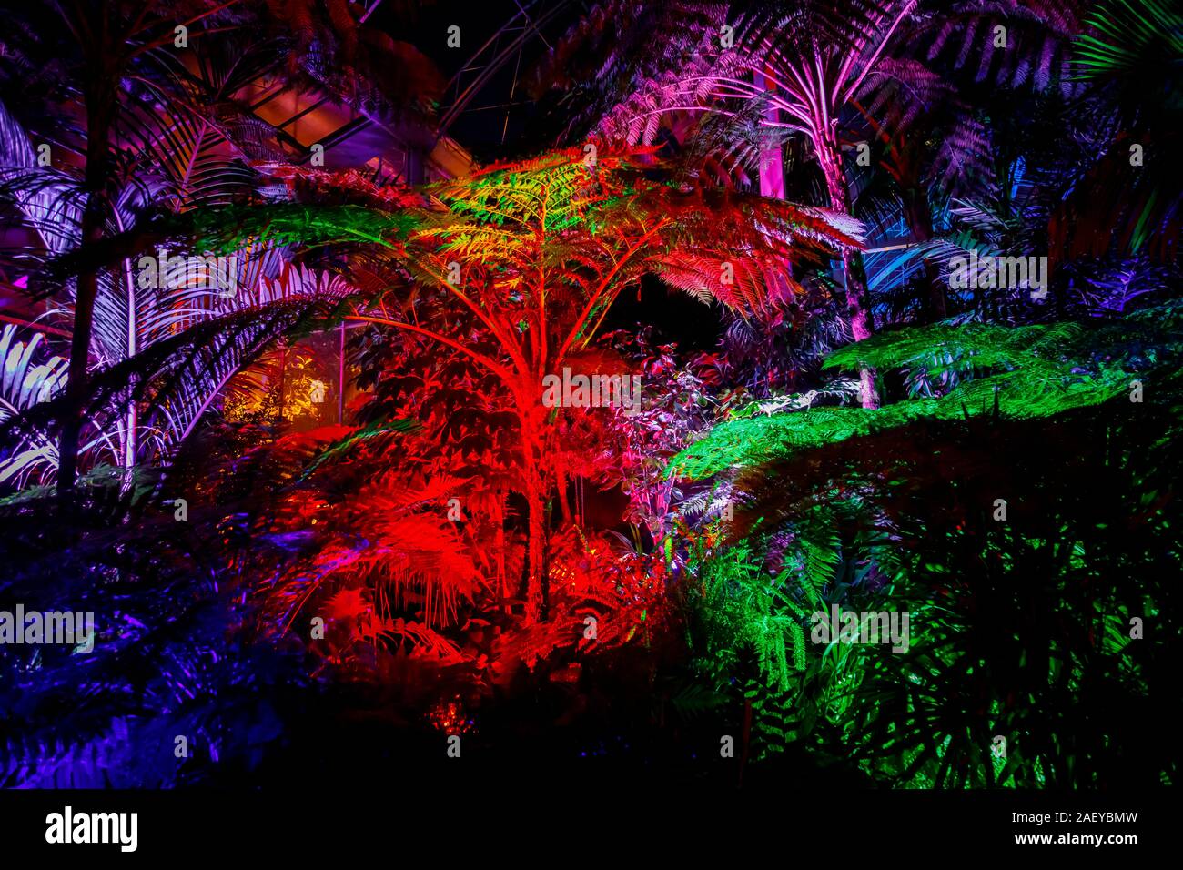 Tropical plants in the Glasshouse at Glow 2019, RHS Wisley, Woking ...