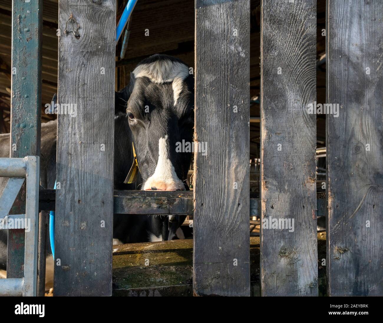 Livestock on a family farm, illustrating farming today Stock Photo - Alamy