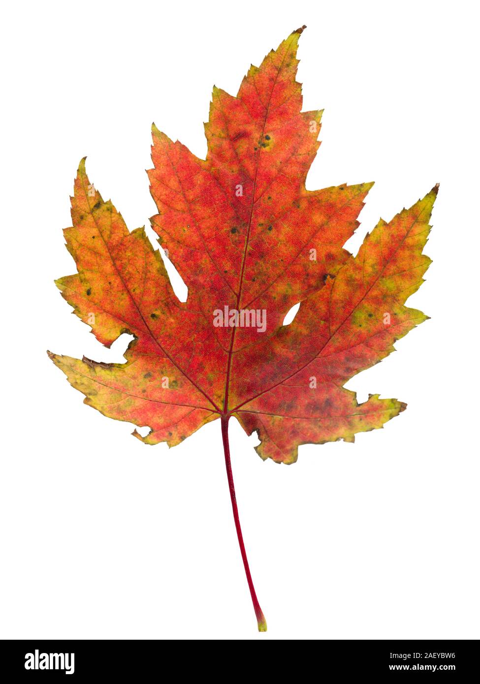 Dried tree leaf on ground on white background Stock Photo - Alamy