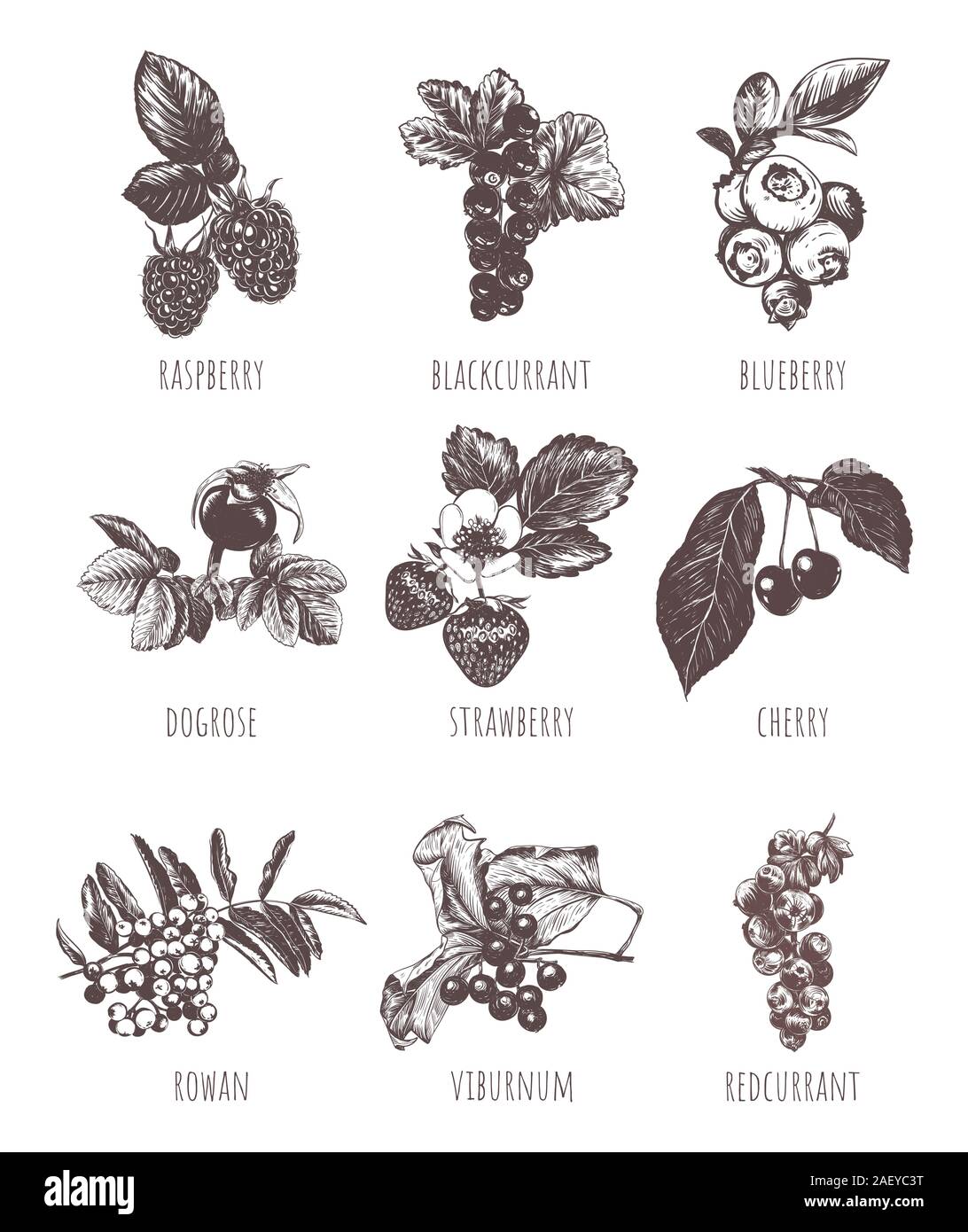 Collection of berries vector illustration Stock Vector Image & Art - Alamy