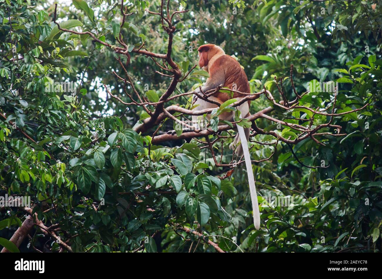 Proboscis Monkey in Kinabatangan River (Sandakan, Sabah, Borneo ...