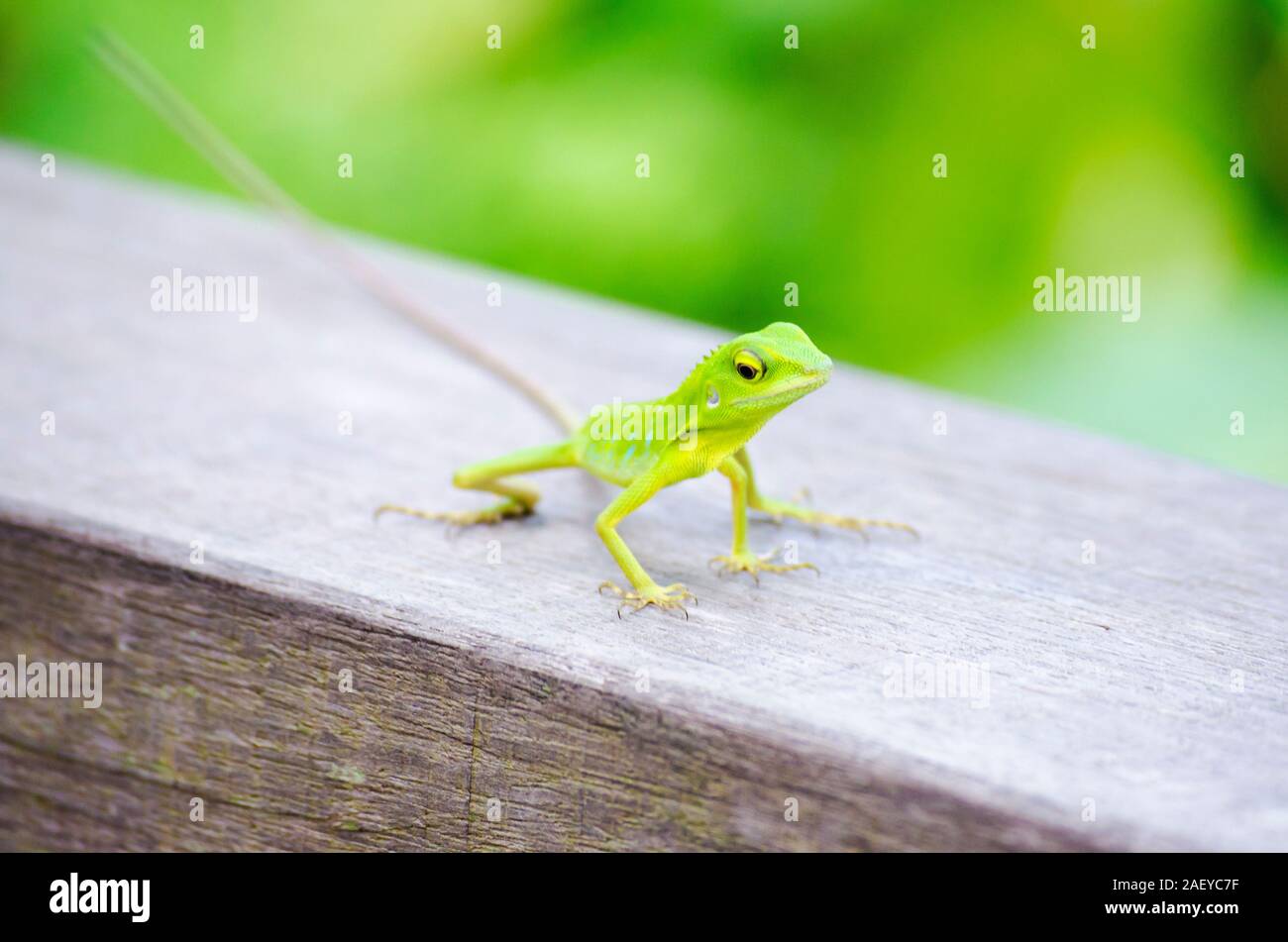 Green Crested Lizard in Sepilok (Sabah, Borneo, Malaysia Stock Photo ...