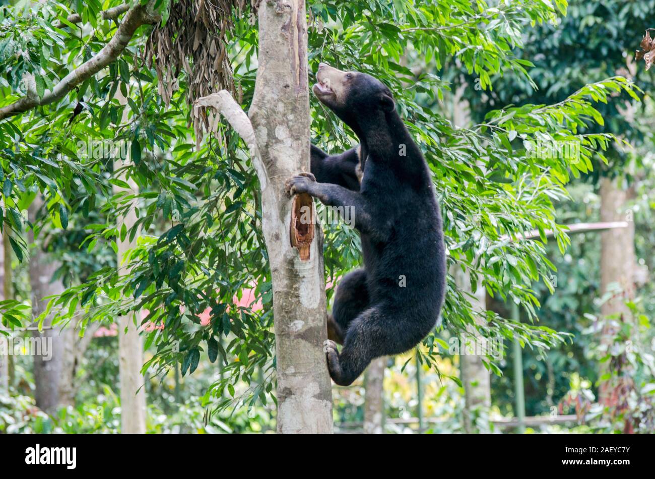 Sun Bear climbing on a tree in Sepilok (Sabah, Borneo, Malaysia Stock ...