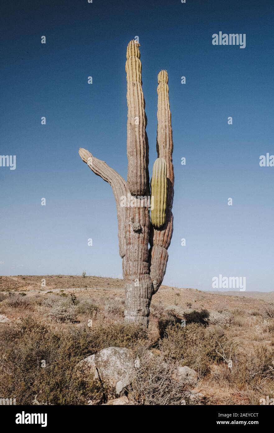 Mexico desert landscape cactus hi-res stock photography and images - Alamy