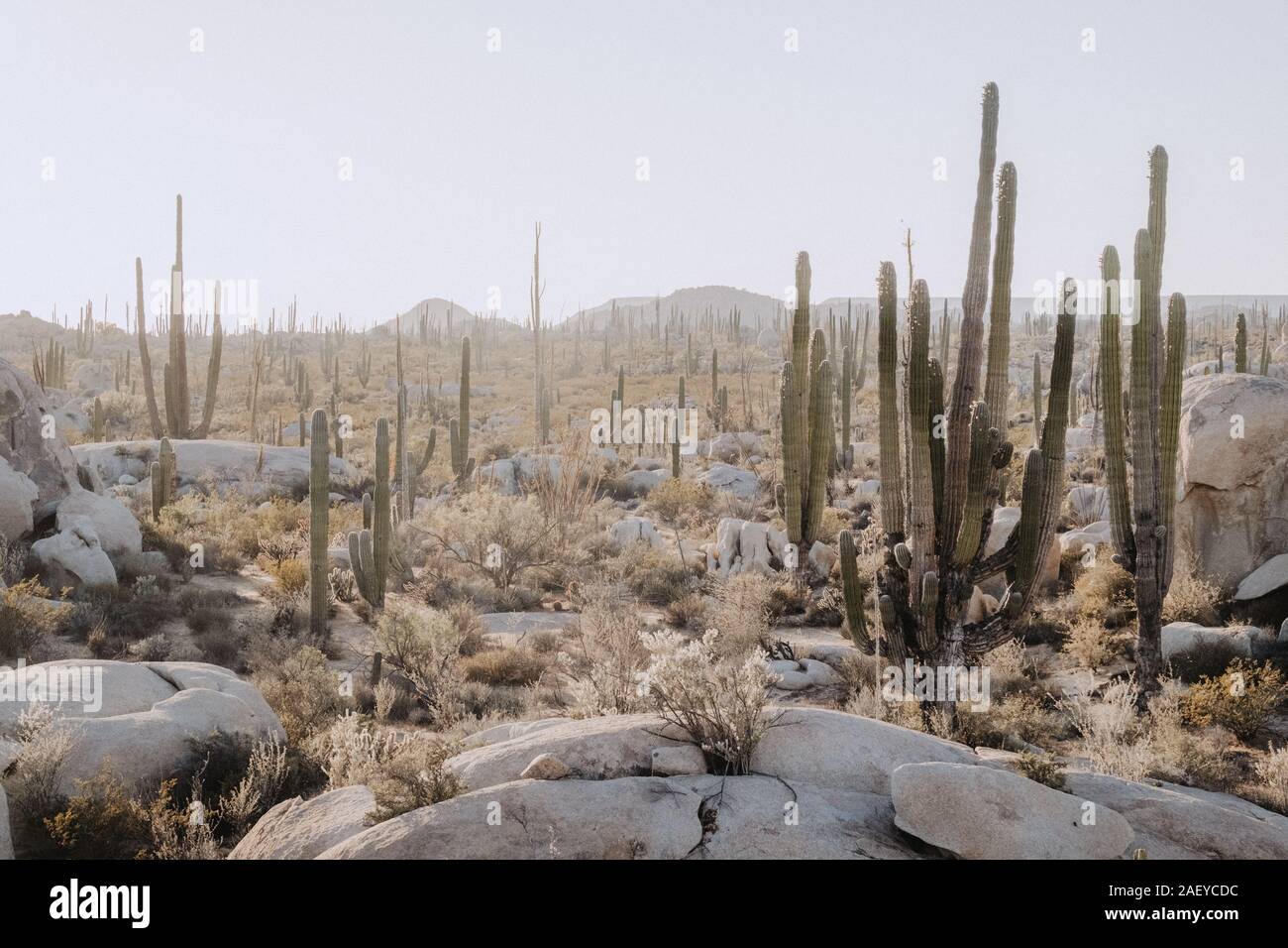 Mexico desert landscape cactus hi-res stock photography and images - Alamy