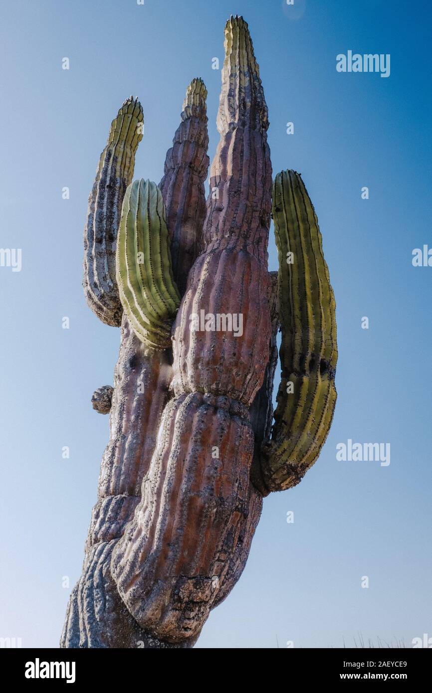 Huge cactus hi-res stock photography and images - Alamy